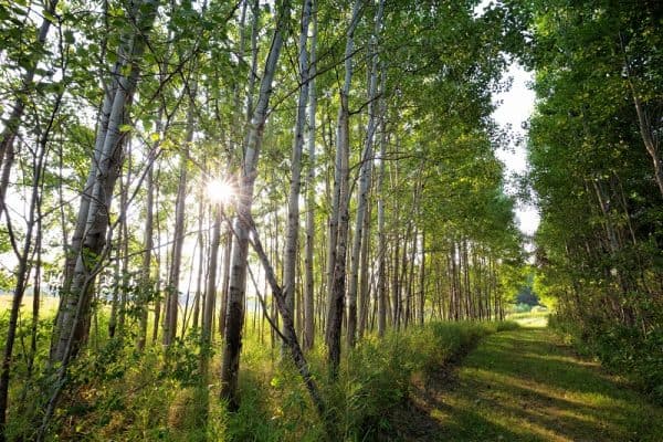 The Best ATV Trails In Minnesota - Wild ATV