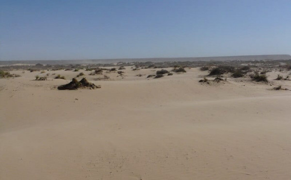 Mescalero Sands North Dune OHVA (Roswell, New Mexico) - Wild ATV
